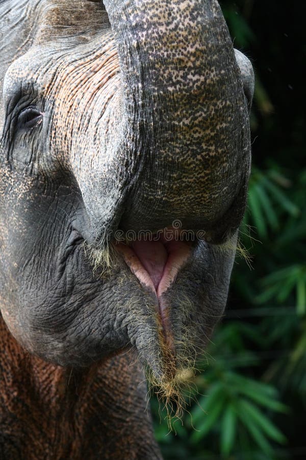 3,908 Elephant Mouth Stock Photos - Free & Royalty-Free Stock Photos ...