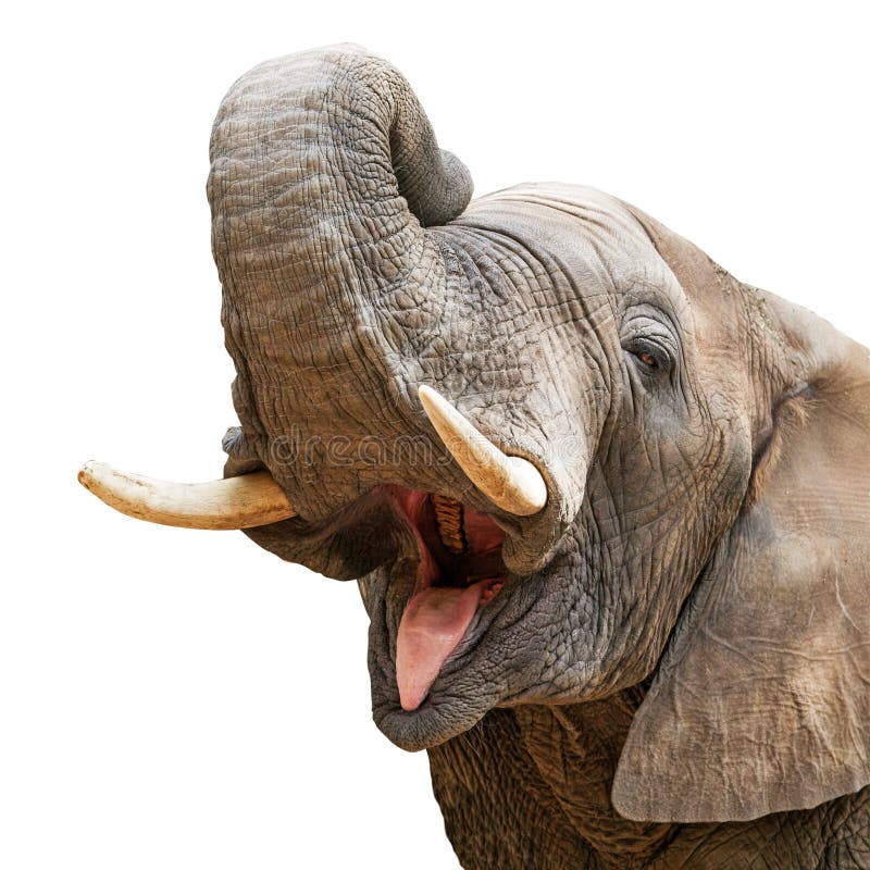 3,593 Elephant Mouth Stock Photos - Free & Royalty-Free Stock Photos ...