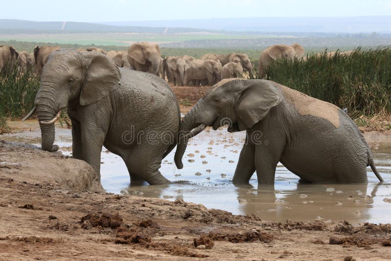 Elephant Mud Bath stock image. Image of dangerous, elephants - 37122821
