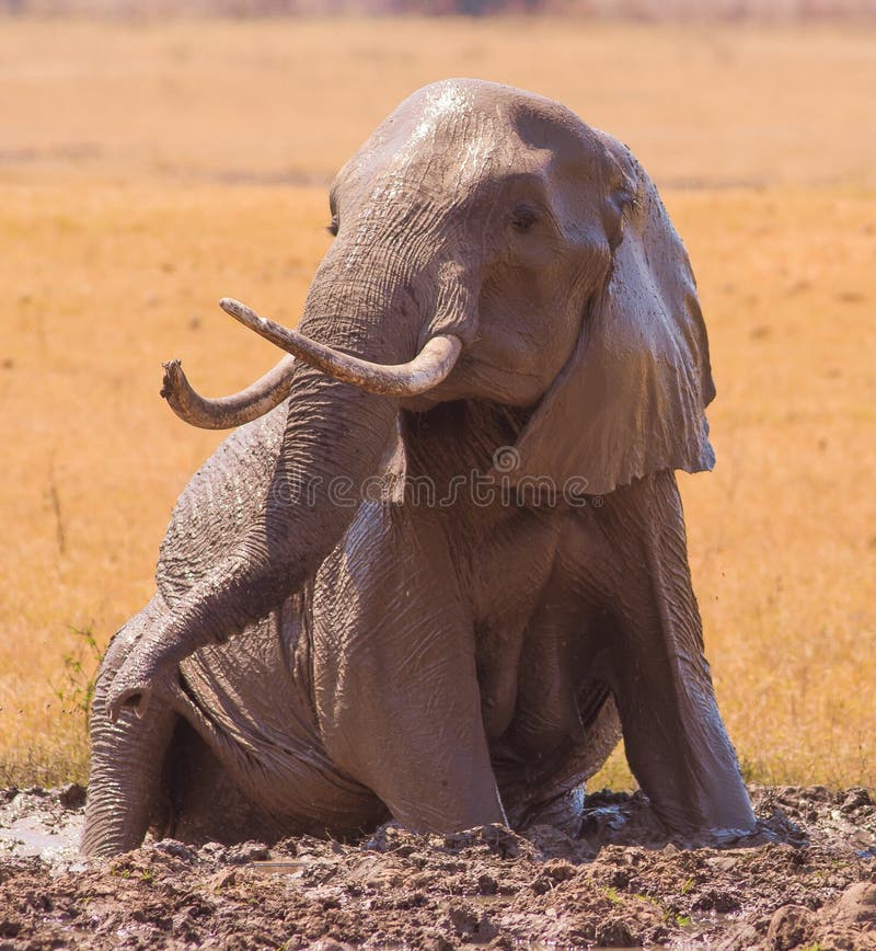 Elephant in a mud pool stock image. Image of mammal, horizontal - 70377865