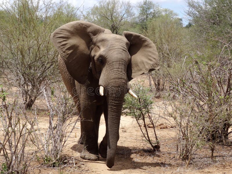 Elephant in Musth Flapping Ears Stock Image - Image of safari, mammal ...
