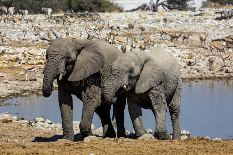 Elephant in Namibia stock image. Image of africa, safari - 44586289