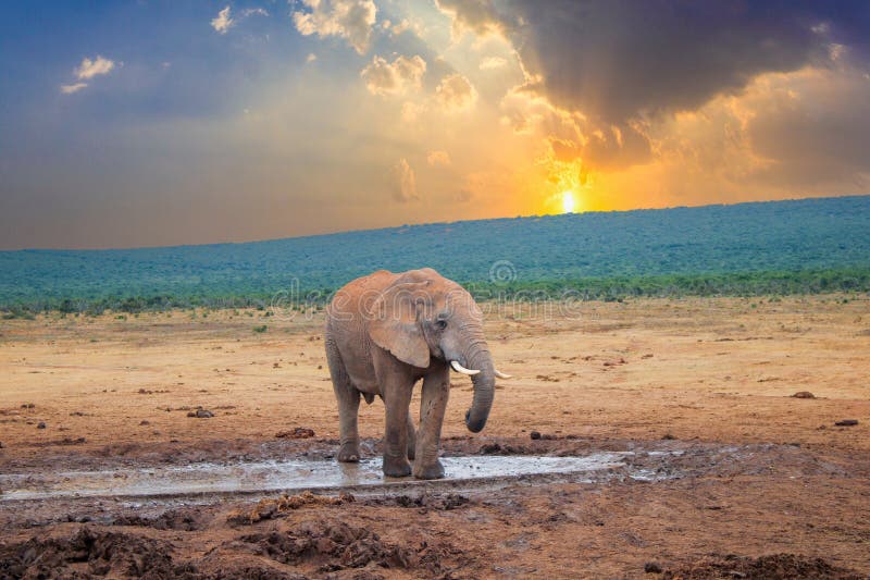 Elephant in the National Park at a Water Hole in Sunset Stock Photo ...