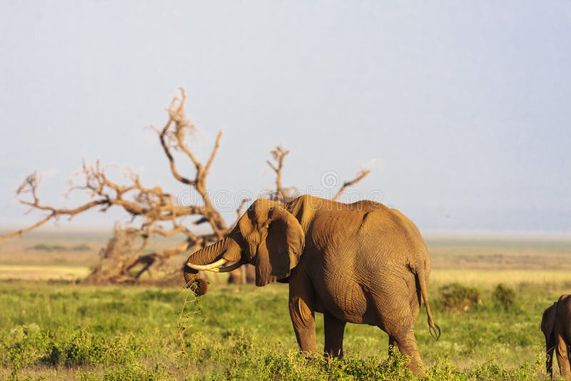 Elephant Near the Lake Storks Flying Around Stock Photo - Image of ...