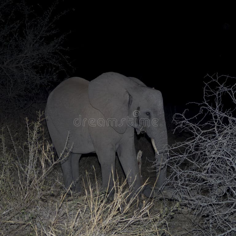 Elephant in the night stock photo. Image of fauna, wild - 6004654