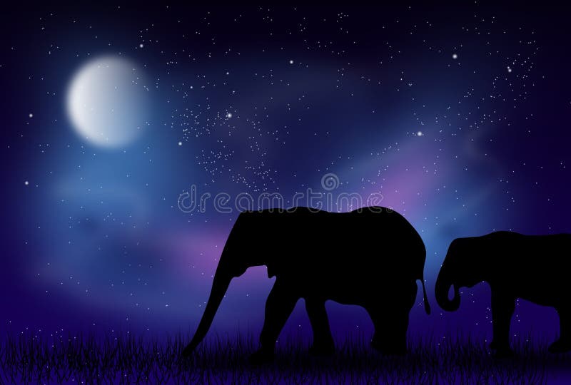Elephant night stock illustration. Illustration of wildlife - 56500941