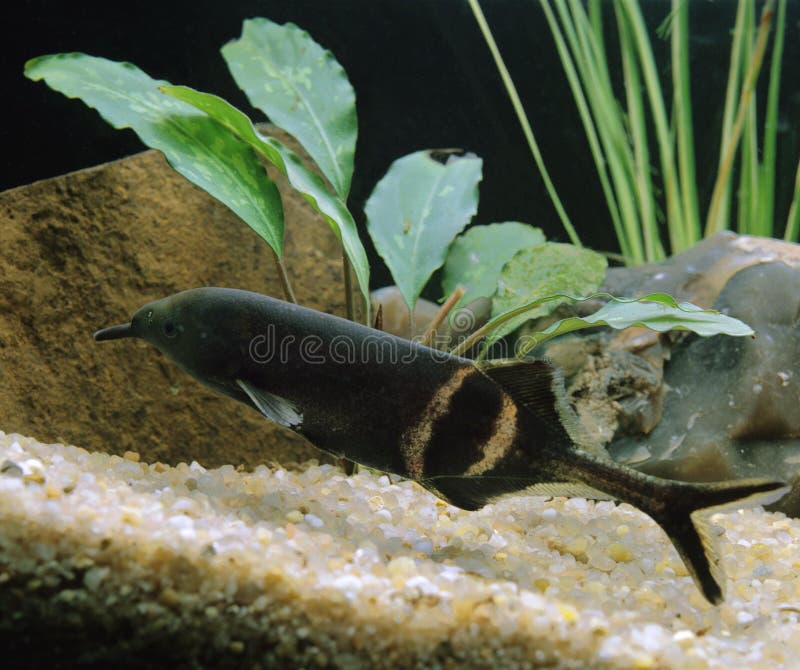 Elephant Nose Fish, Gnathonemus Petersii Stock Photo - Image of plant ...