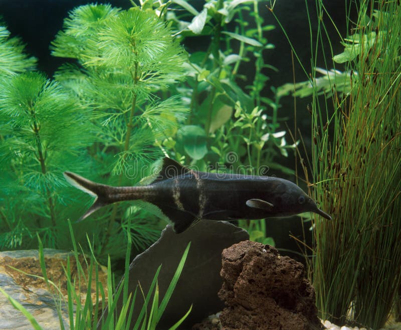 Elephant Nose Fish, Gnathonemus Petersii, Aquarium Fish Stock Image ...