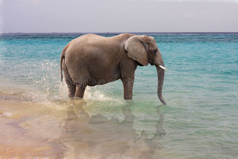 Elephant in ocean stock image. Image of bathed, trunk - 8980545
