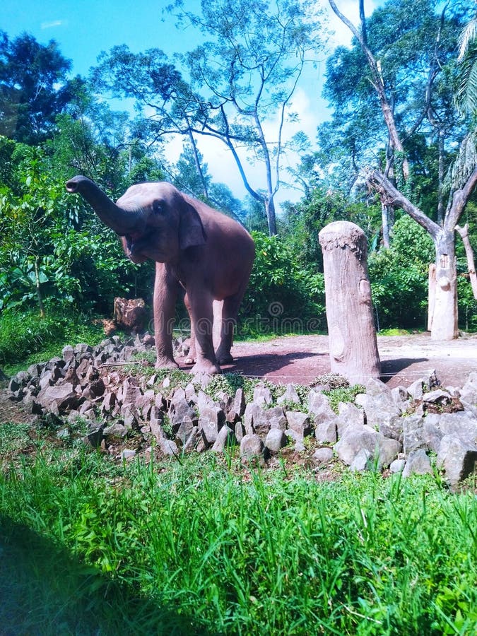 Elephant in Open Zoo Surrounded by Green Plants, Grass, Walking, Green ...