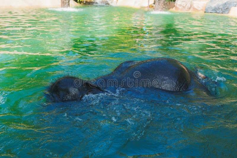 Elephant Swimming in a Green Pool with Waterfall in Thailand Stock ...