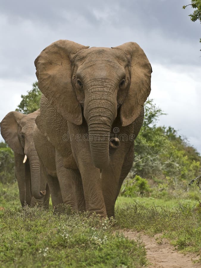 Elephant path stock photo. Image of heavy, national, eastern - 4112614