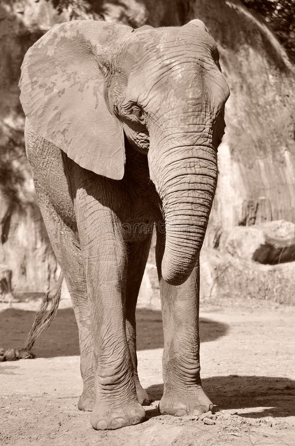 Elephant stock image. Image of african, overweight, fine - 39005049