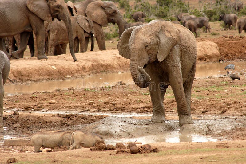 Elephant at play stock photo. Image of endangered, mammal - 12569816