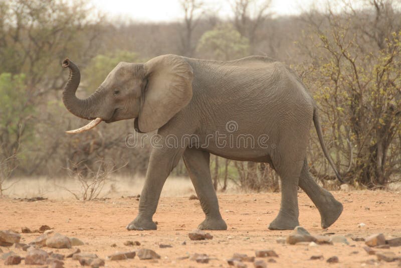 Elephant playing stock image. Image of playing, trunk - 10194429