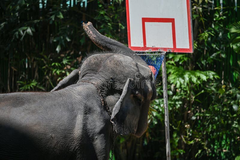 Elephant Playing Basketball at Safari World Stock Photo - Image of ...