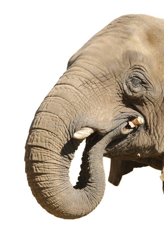 Elephant Playing with Stick Stock Photo - Image of probiscus, largest ...