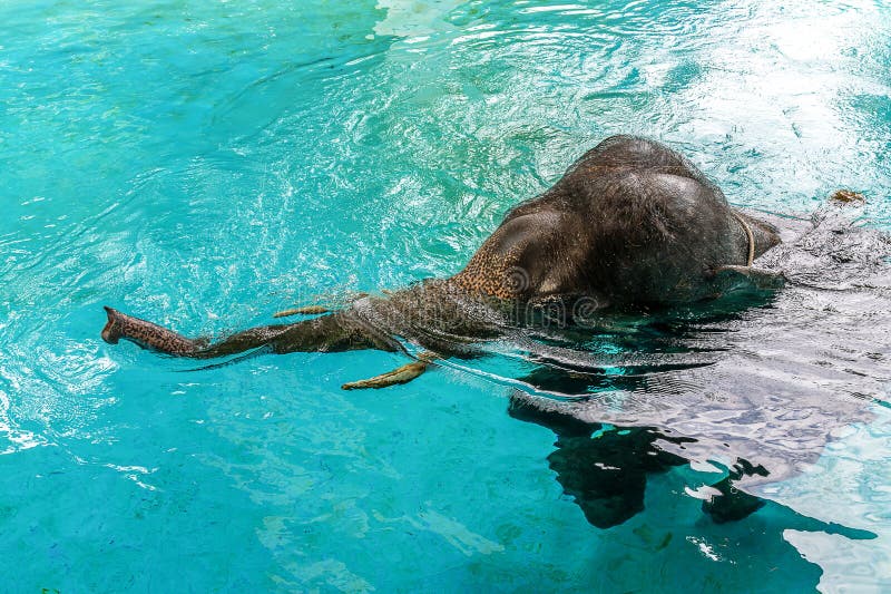 Elephant Playing Water in Khaokheow Zoo Thailand Stock Image - Image of ...