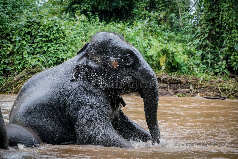 256 Trunk Elephant Fruit Stock Photos - Free & Royalty-Free Stock ...