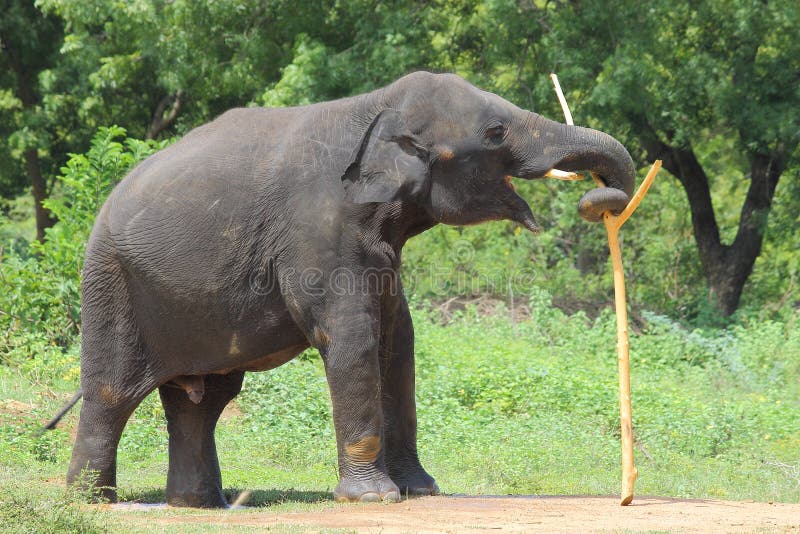 Elephant Playing with Wooden Stick Stock Image - Image of asian, wood ...