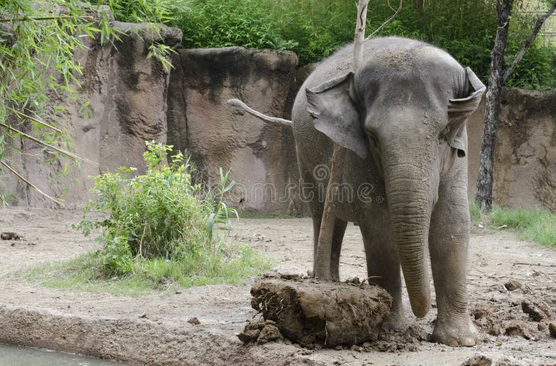 Elephant Pushing Tree Stock Photos - Free & Royalty-Free Stock Photos ...