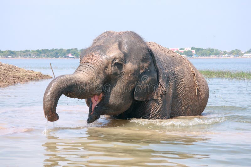 Elephant plays water stock image. Image of wide, body - 33339567