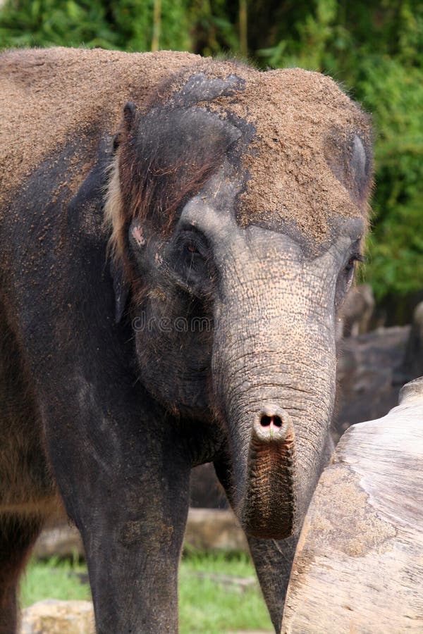 Elephant pointing stock photo. Image of eyes, mammal, african - 904198