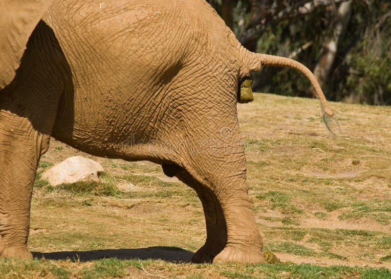 Elephant poo stock image. Image of large, elephant, pooh - 9504517