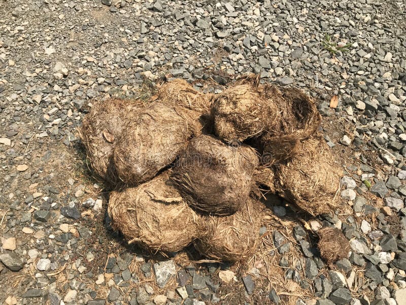Elephant poo stock image. Image of large, elephant, pooh - 9504517