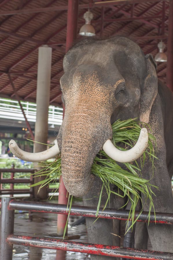 Elephant portrait stock image. Image of gigantic, fauna - 28506189