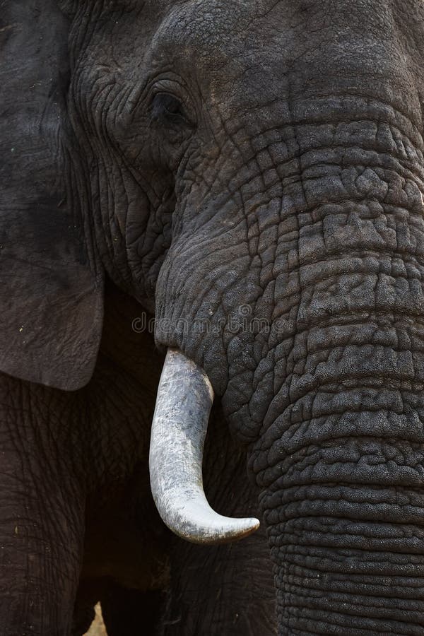 Elephant portrait stock photo. Image of face, white, strong - 47712398