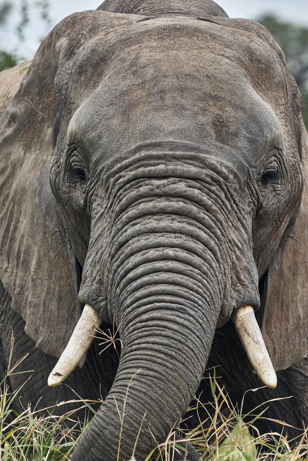 Elephant Picks Stock Photos - Free & Royalty-Free Stock Photos from ...