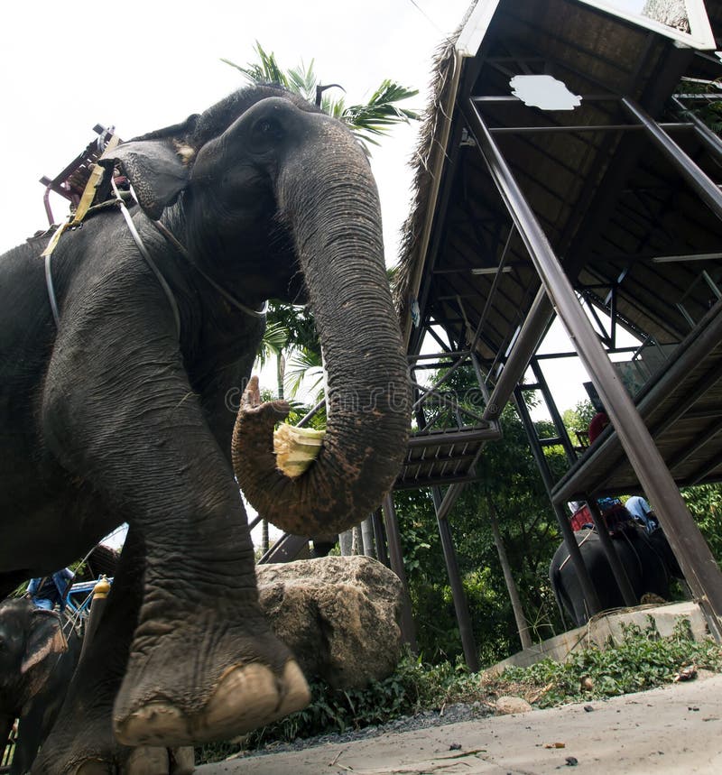 Elephant portrait stock image. Image of brown, animal - 45270953