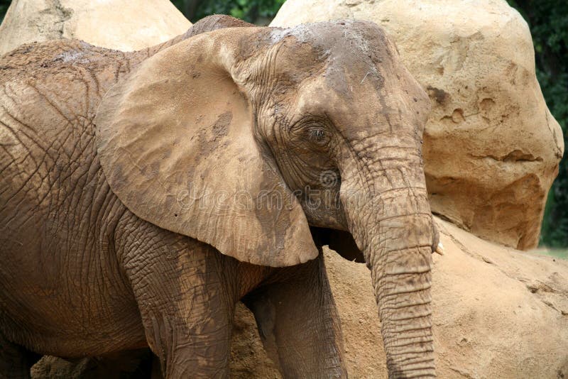 Elephant Poses in Front of Rocks Stock Photo - Image of african ...
