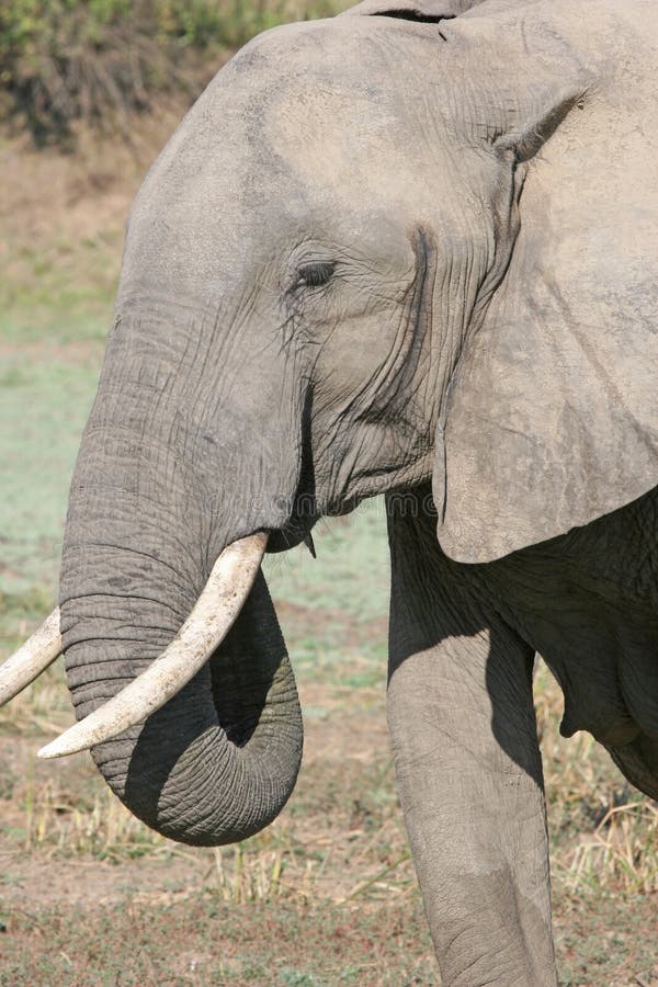 Elephant Profile stock photo. Image of luangwa, game - 11878764