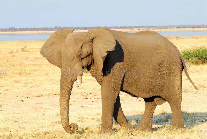 Elephant profile stock photo. Image of asfari, grey, ears - 7169274
