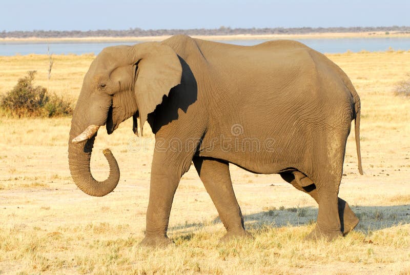 Elephant profile stock photo. Image of asfari, grey, ears - 7169274