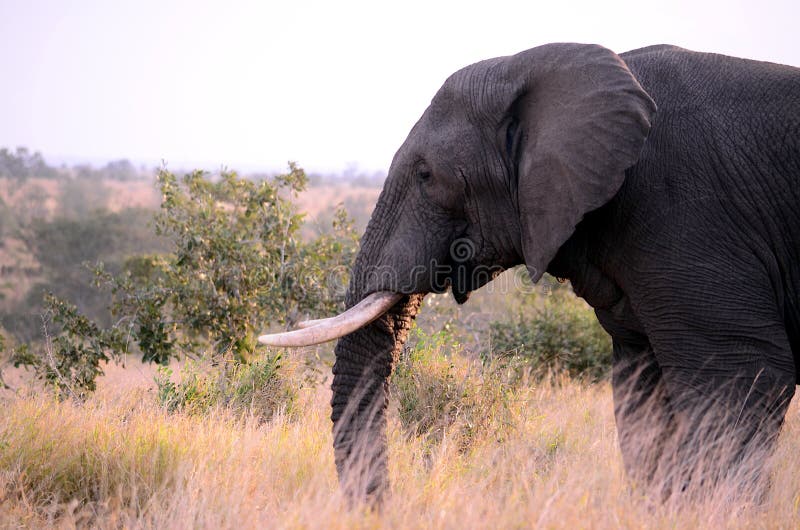 2,164 Profile Elephant Head Stock Photos - Free & Royalty-Free Stock ...