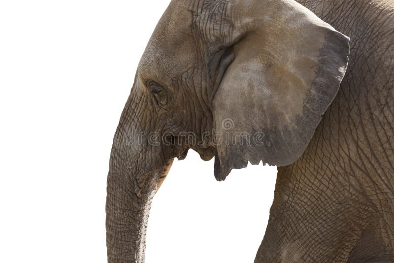 2,164 Profile Elephant Head Stock Photos - Free & Royalty-Free Stock ...