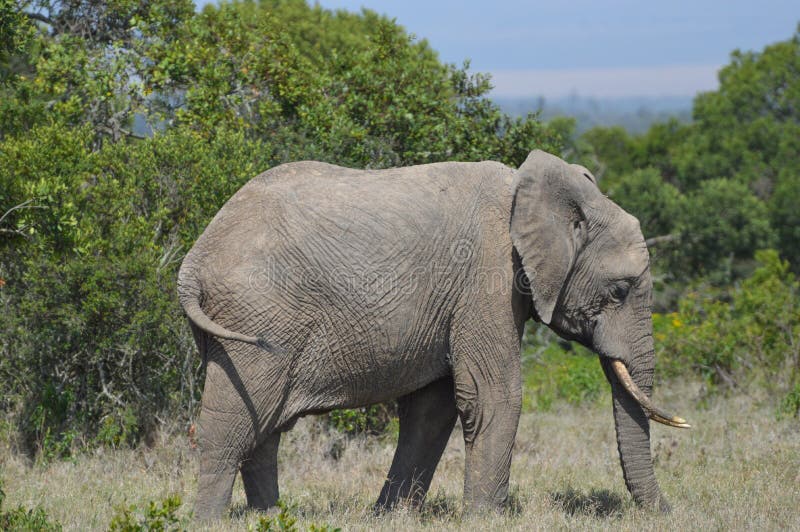 2,164 Profile Elephant Head Stock Photos - Free & Royalty-Free Stock ...