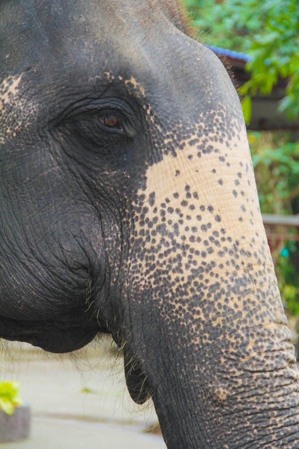 Elephant profile stock image. Image of skin, cracked - 34587525