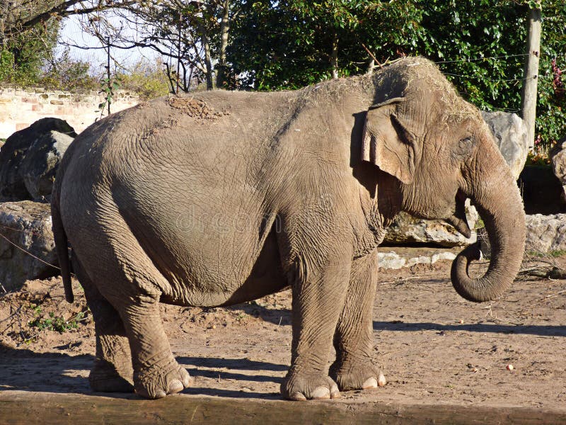 Elephant in profile stock photo. Image of profile, friendly - 4394408
