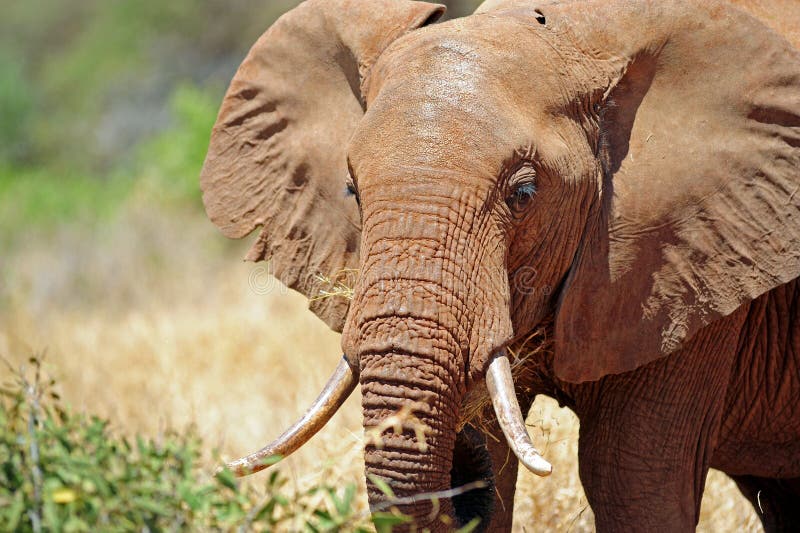 Proud elephant stock photo. Image of penis, masai, africa - 39396500