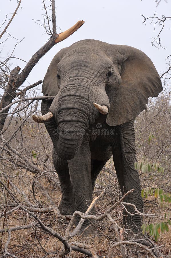 Naledi Eating Stock Photos - Free & Royalty-Free Stock Photos from ...