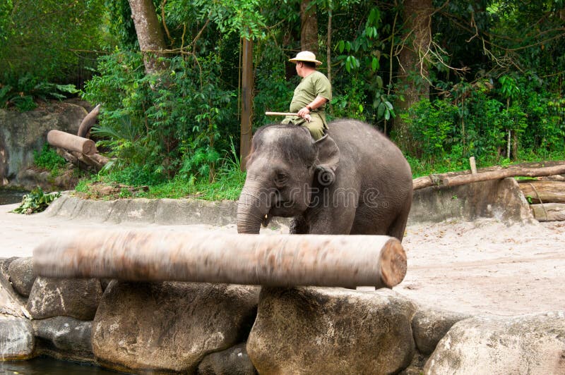 Elephant Pushing Log editorial image. Image of educational - 17985145