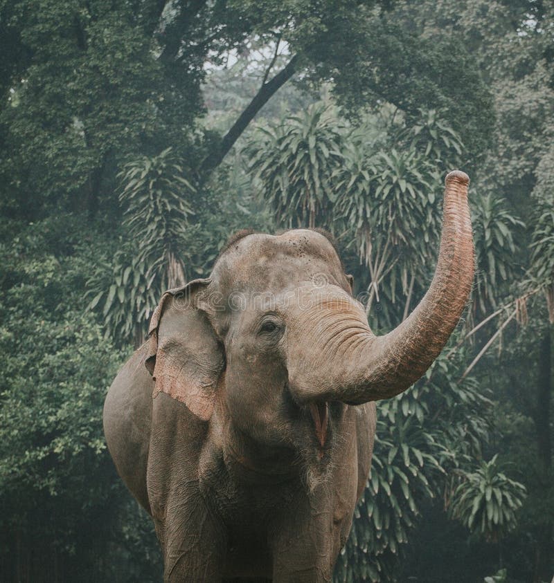 : Map of the Ragunan Zoo (Ragunan Wildlife Park) Area Mounted on a ...
