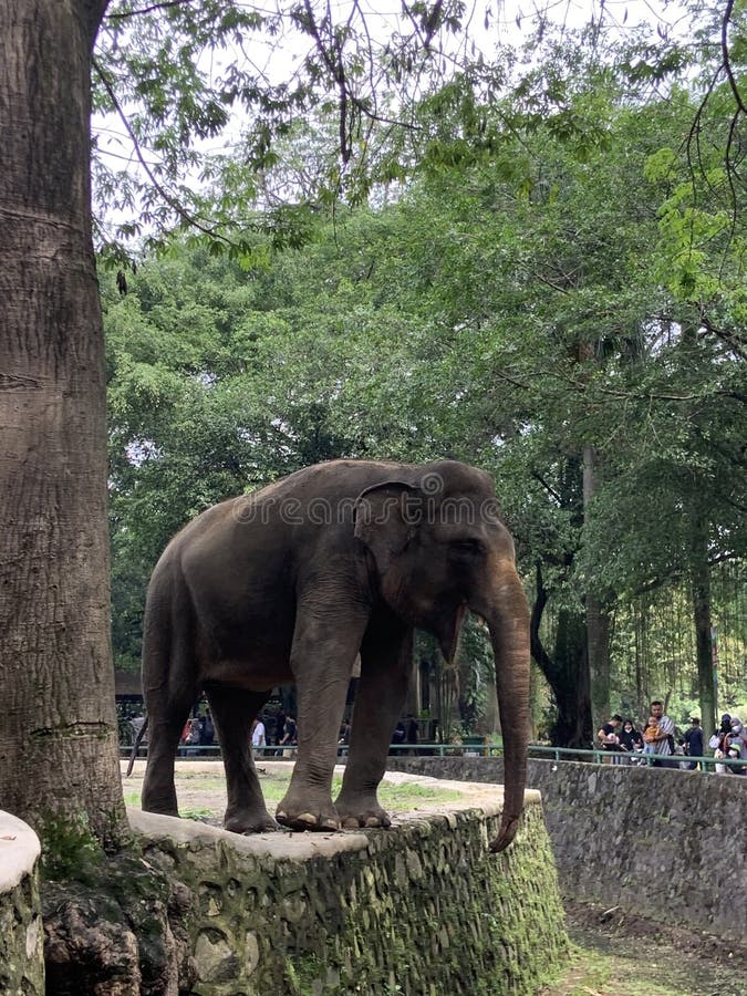 Elephant editorial image. Image of elephant, ragunan - 261803045
