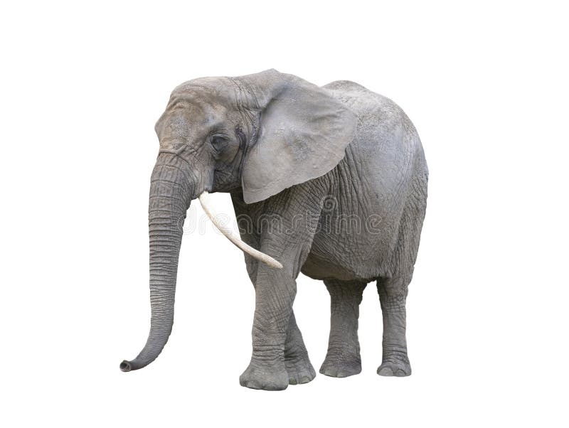 Elephant with Raised Trunk Isolated on White Background Stock Image ... Elephant with Raised Trunk Isolated on White Background Stock Image ...