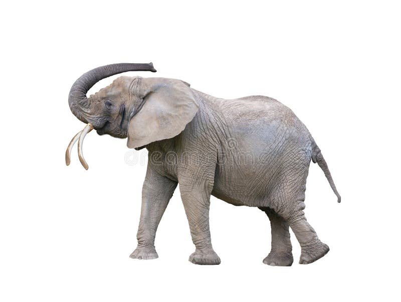 106 Elephant Raised Trunk White Background Stock Photos - Free ...