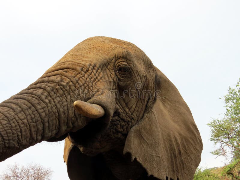 Elephant Reaching Up Towards Tree Stock Image - Image of bull, wild ...
